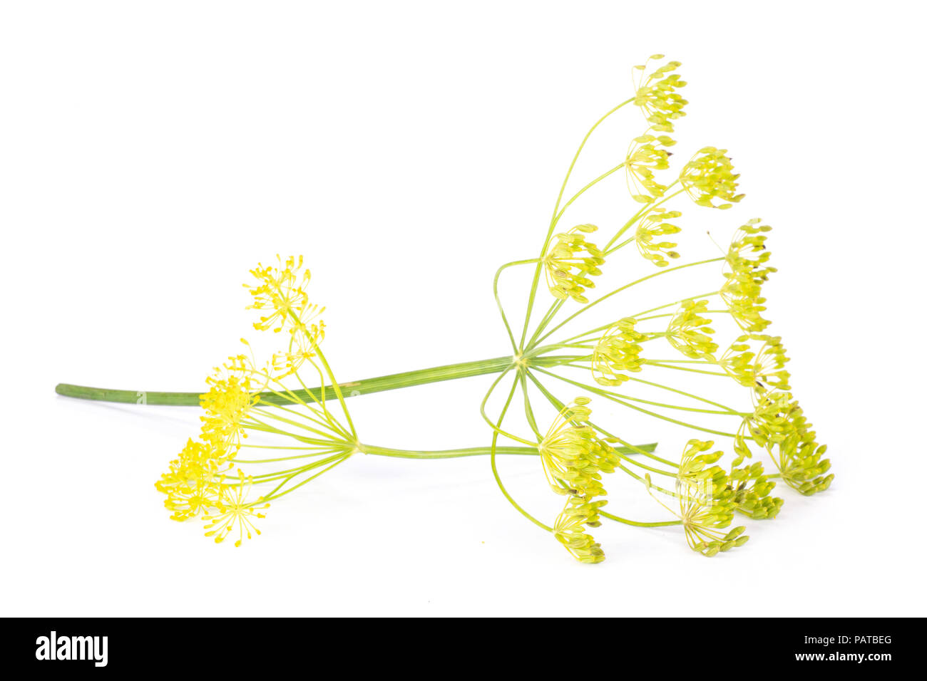 Slender clusters Cut Out Stock Images & Pictures - Alamy