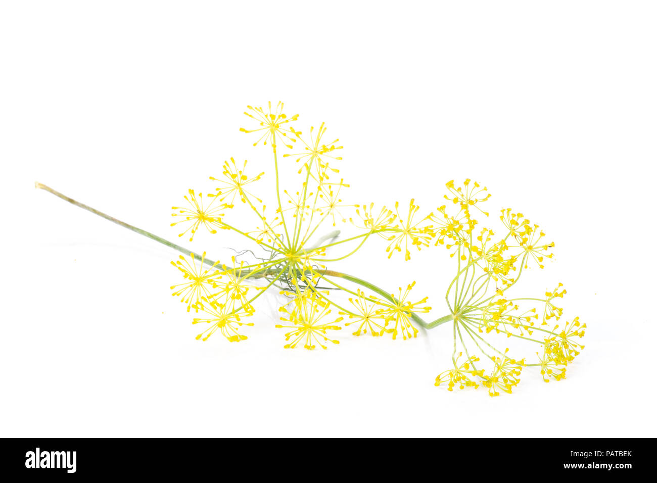 Slender clusters Cut Out Stock Images & Pictures - Alamy