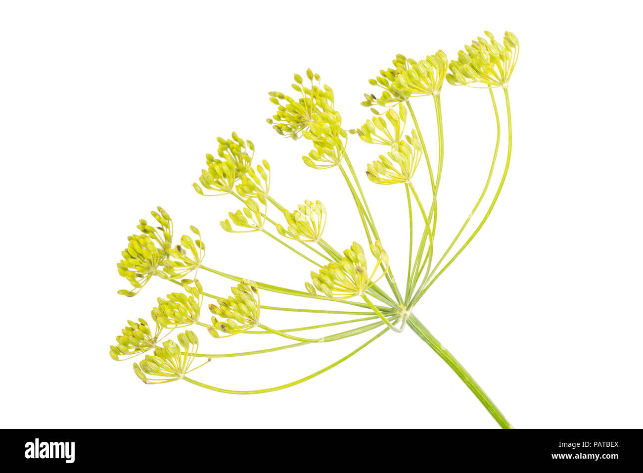 One whole fresh yellow dill flowers cluster flatlay isolated on white ...