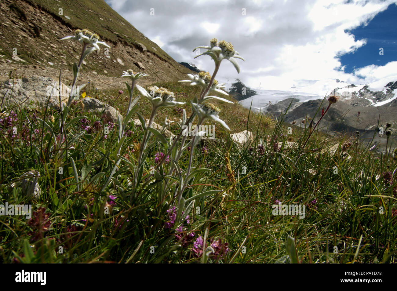 Edelweiss; floral song of the Alps in Valais Stock Photo - Alamy