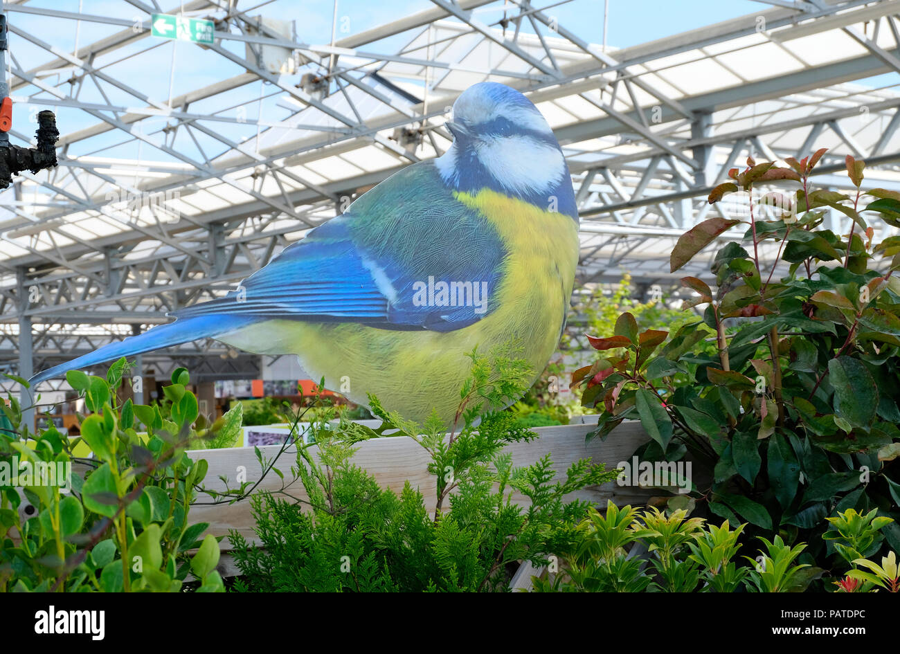 Large cardboard cut out of a Bluetit bird on display in an English ...
