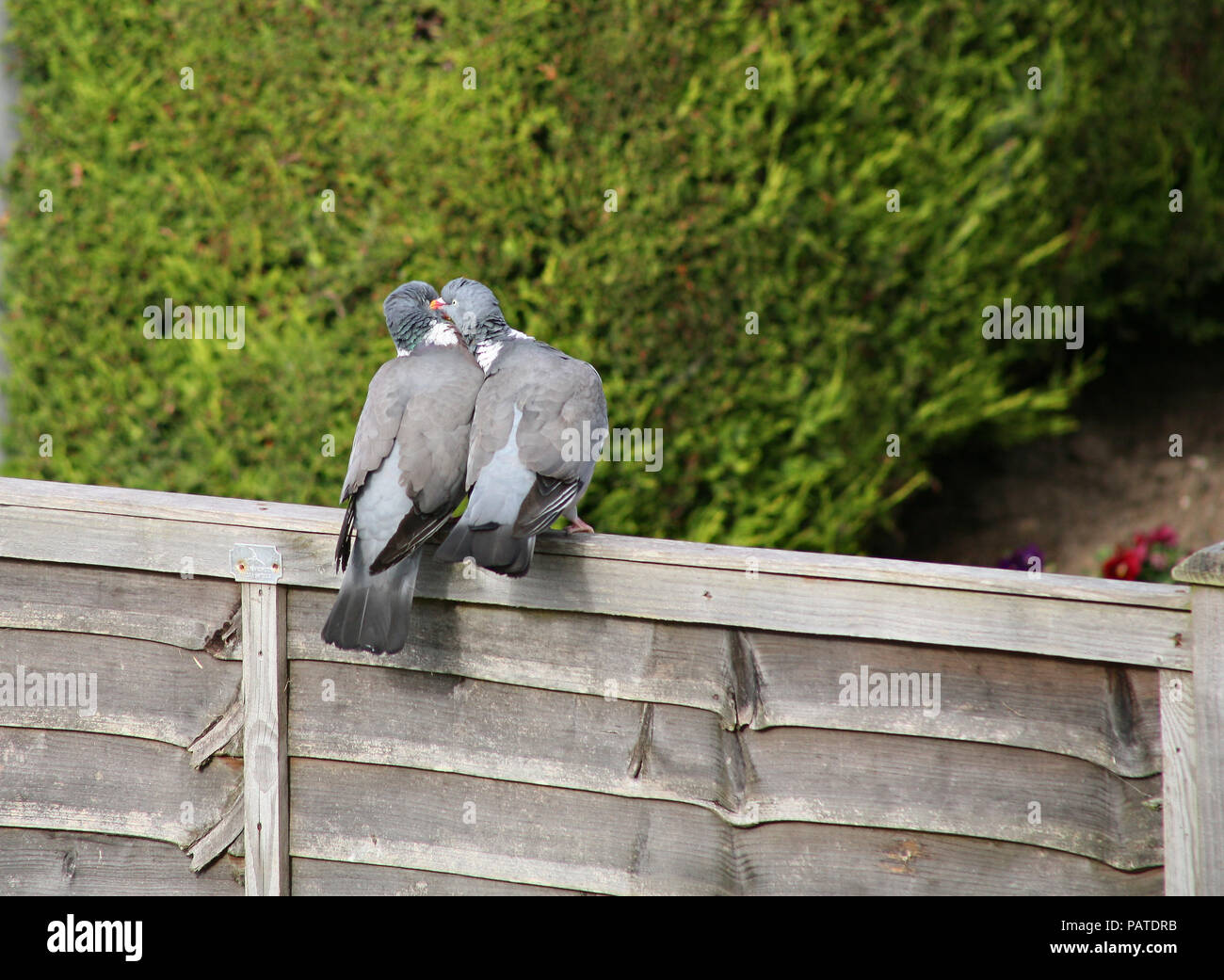 Common pigeons kissing hi-res stock photography and images - Alamy