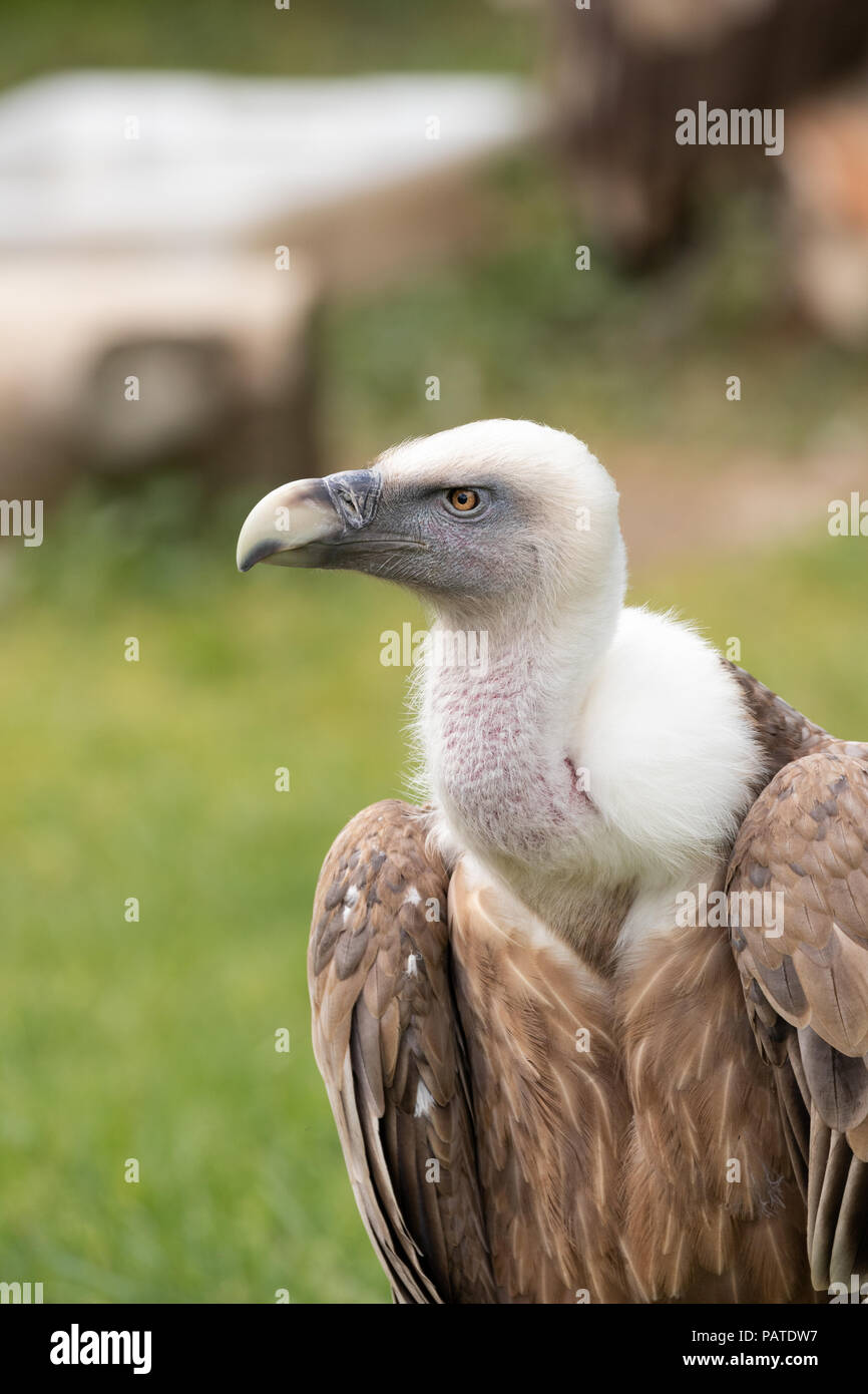 Feathers and animals hi-res stock photography and images - Alamy