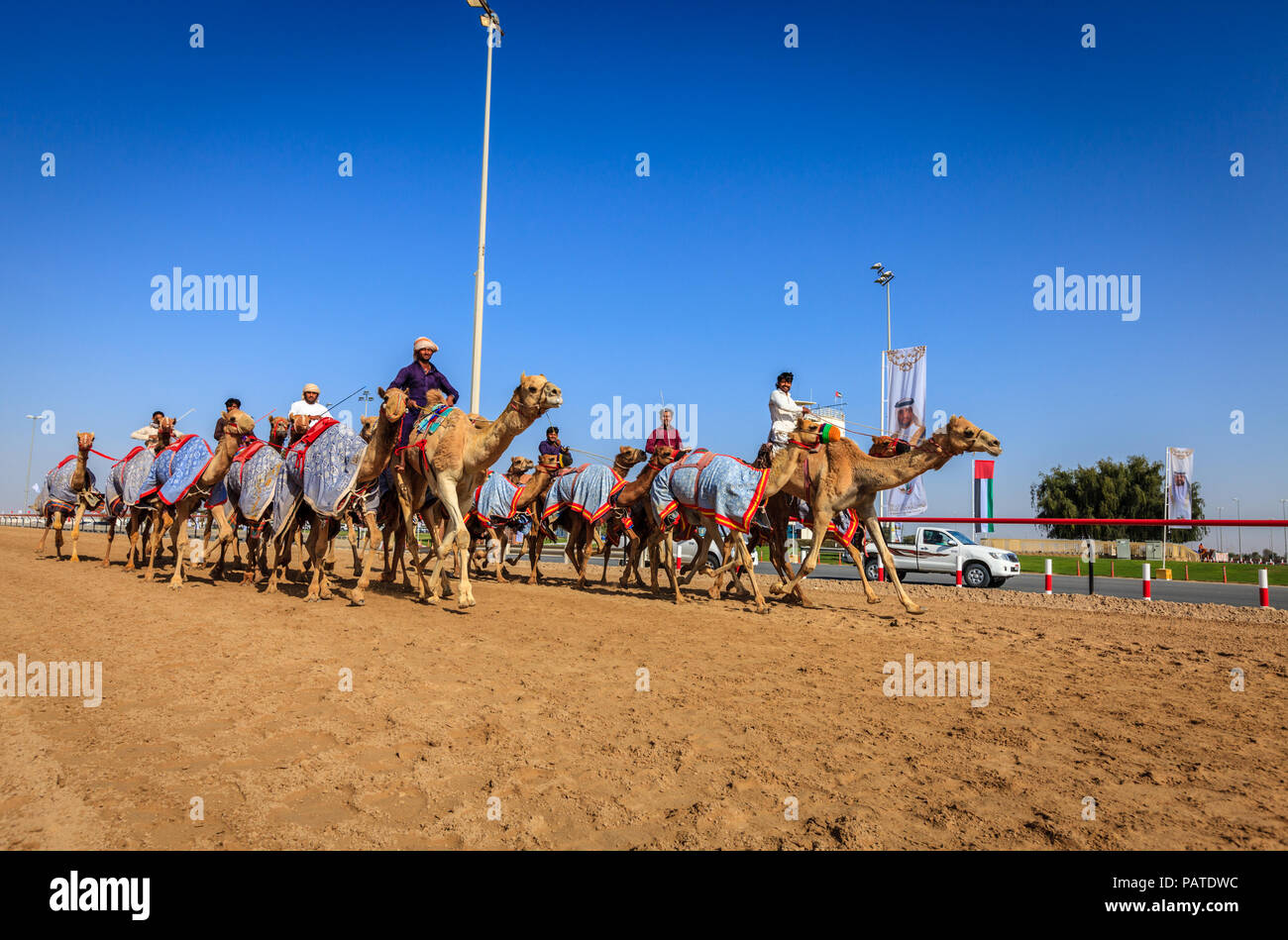 Dubai, United Arab Emirates - March 25, 2016: Practicing for camel ...