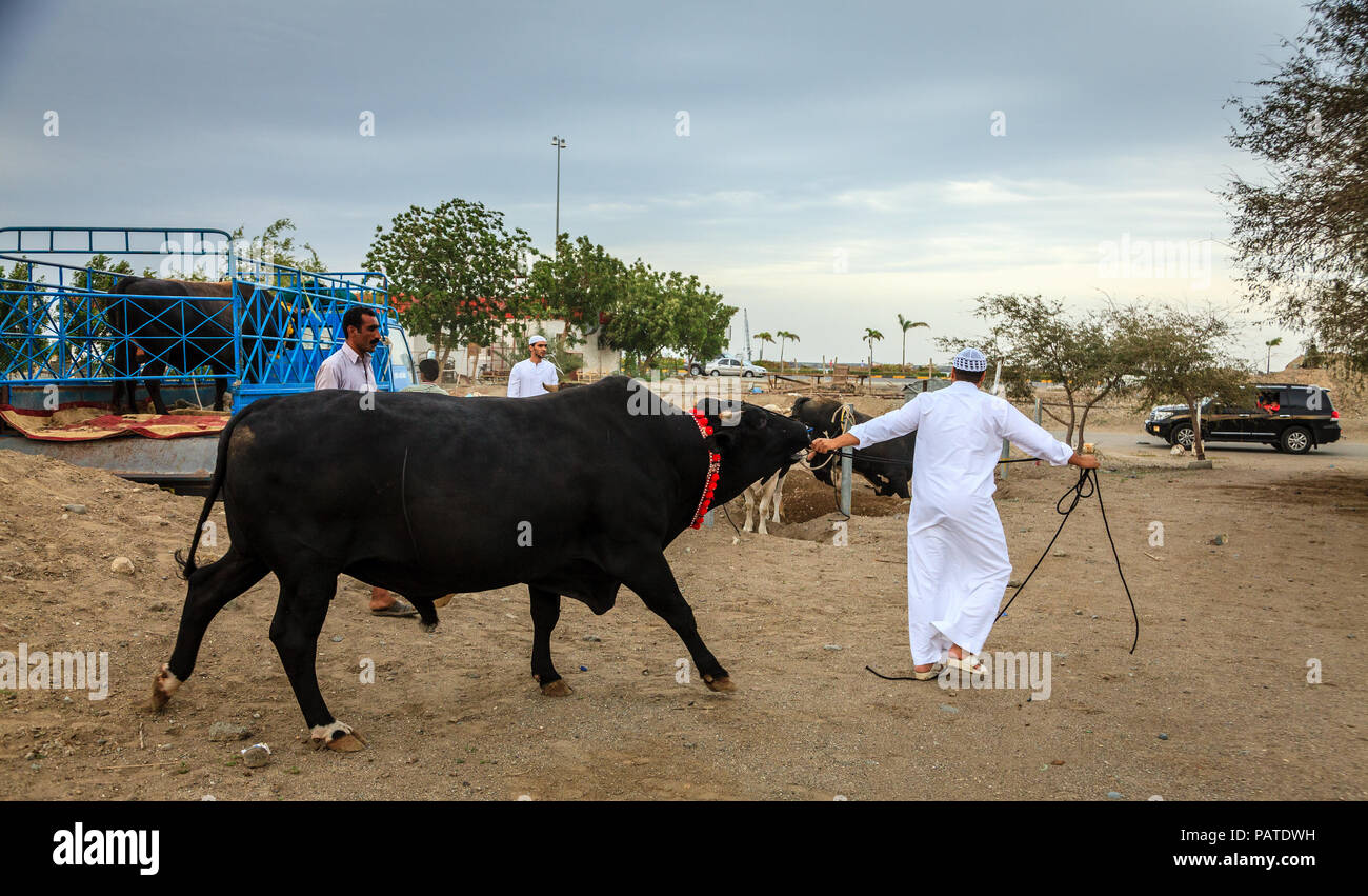 Bull fighting hi-res stock photography and images - Alamy