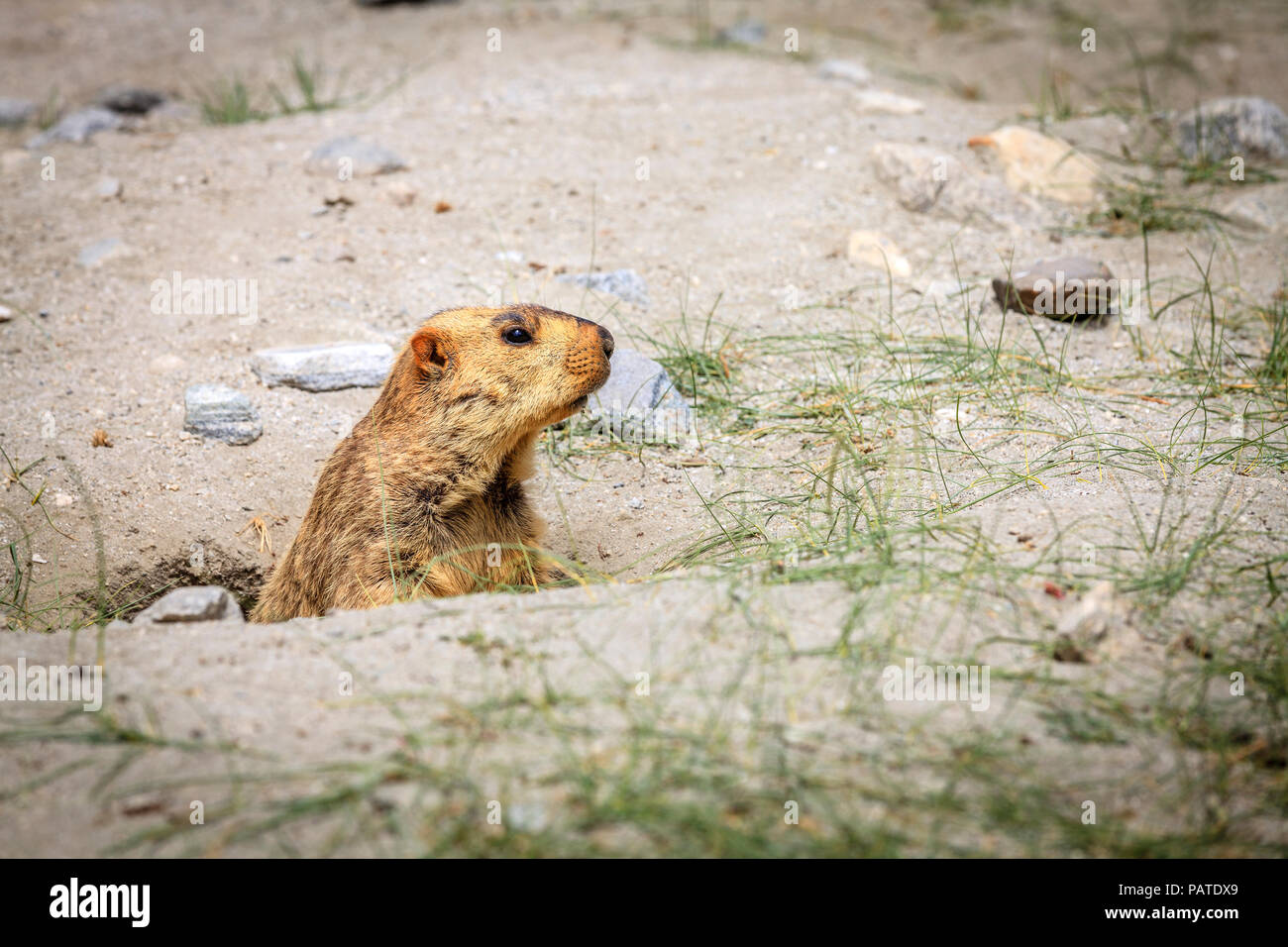 Marmot hole hi-res stock photography and images - Alamy