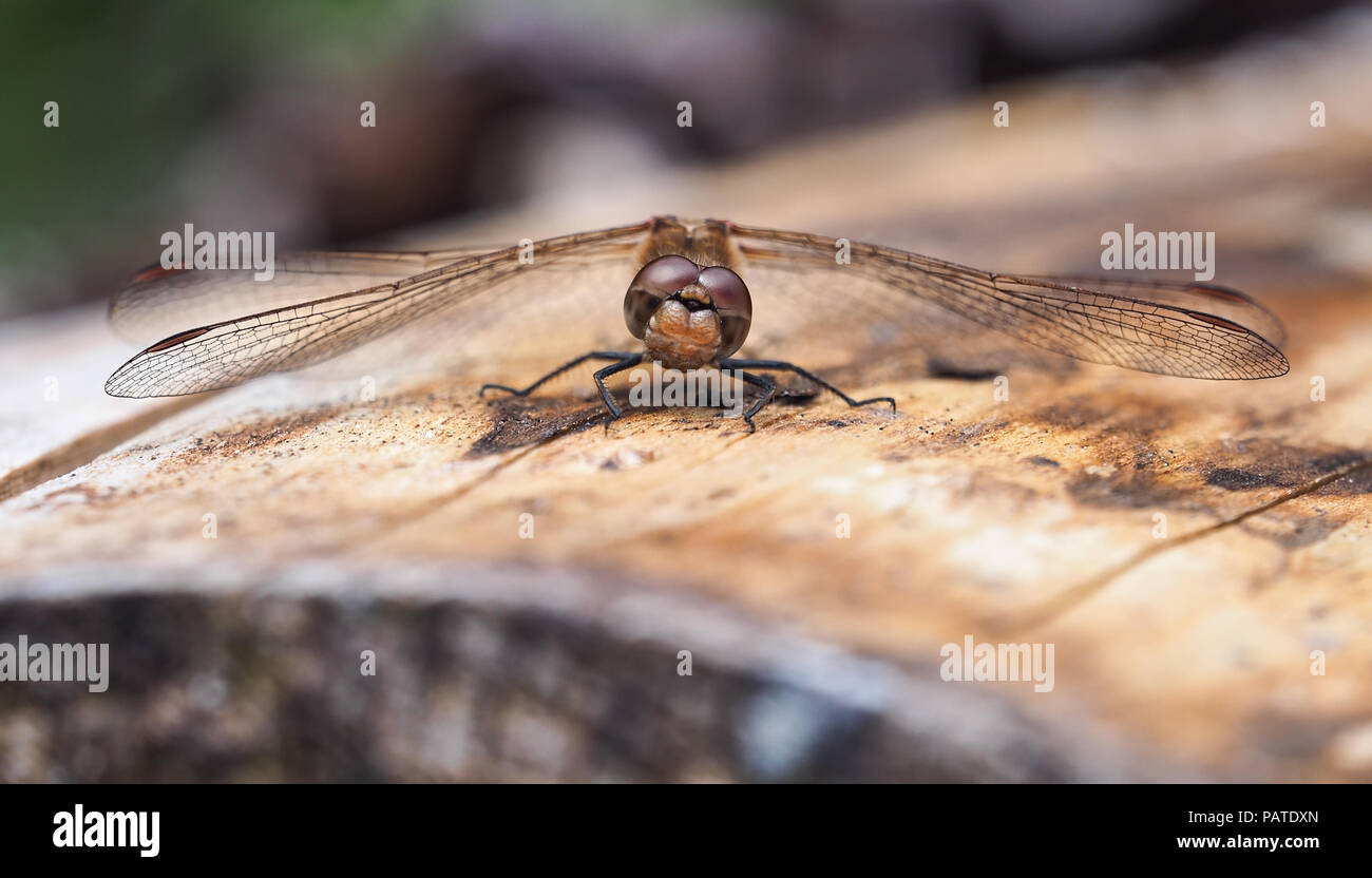 Common Darter male (Sympetrum striolatum) resting on log with wings ...