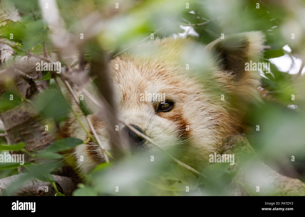 Panda wallpaper hi-res stock photography and images - Alamy