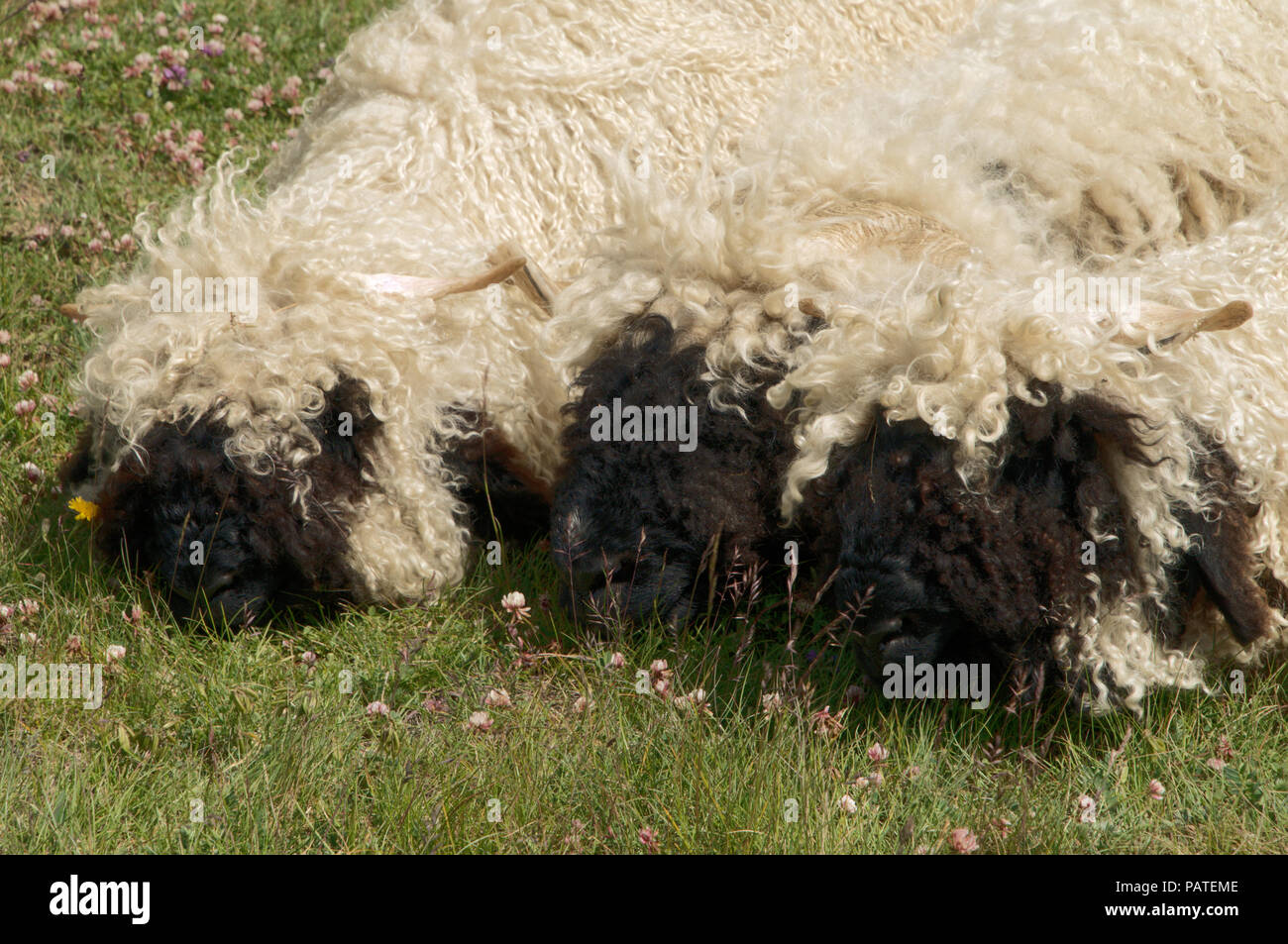 Swiss valais blacknose sheep breed hi-res stock photography and images ...