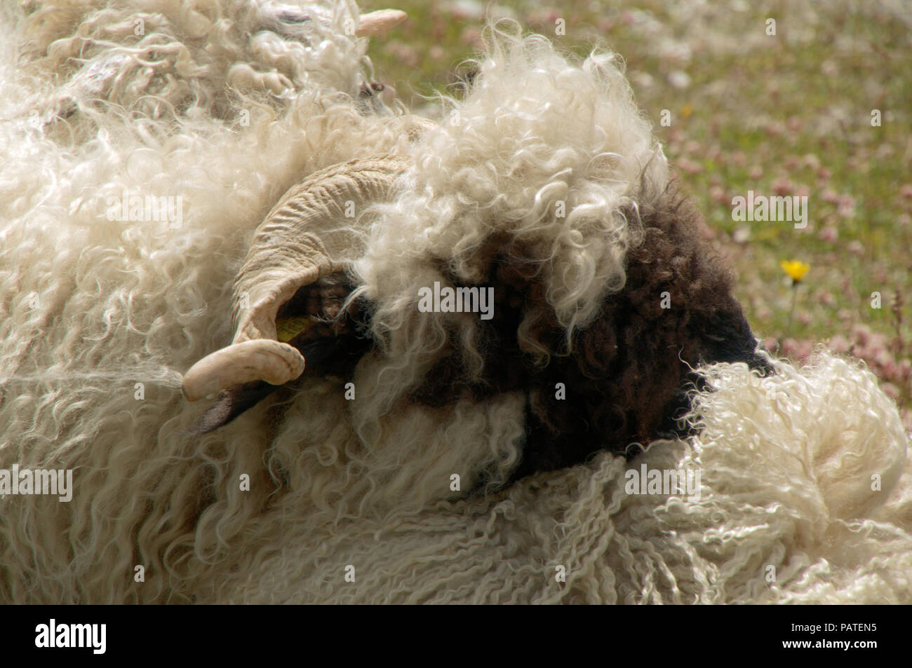 Swiss valais blacknose sheep breed hi-res stock photography and images ...
