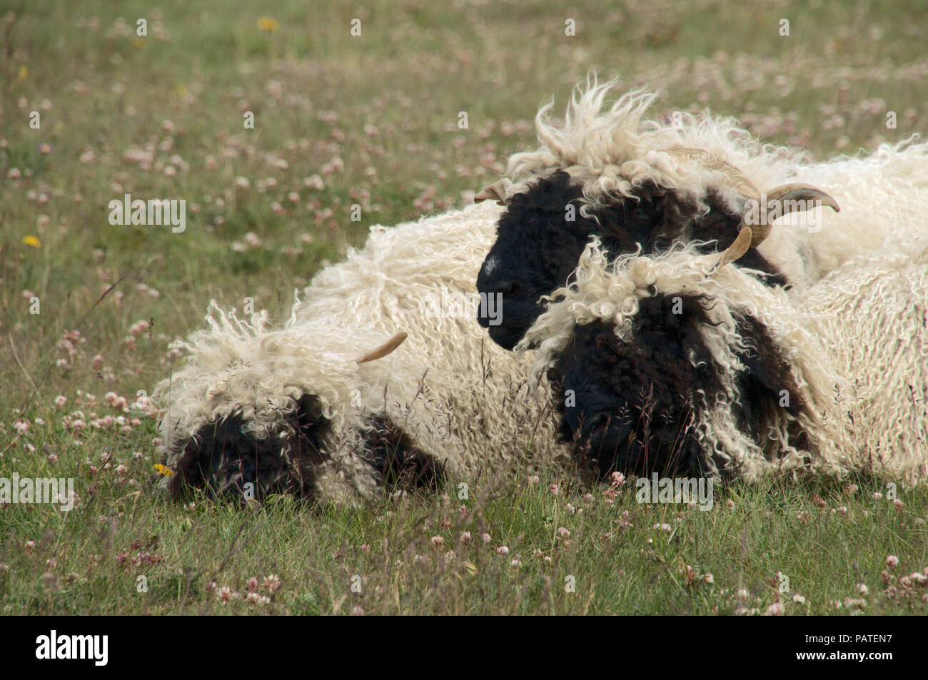 Valais Blacknose sheep near the Blauherd cable-car station, Swiss Alps ...