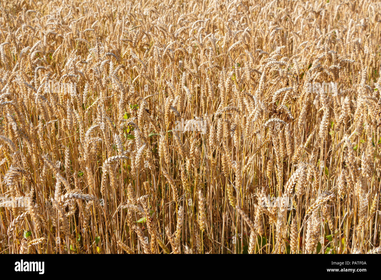 Field of barley ready for harvesting in Brittany Stock Photo - Alamy