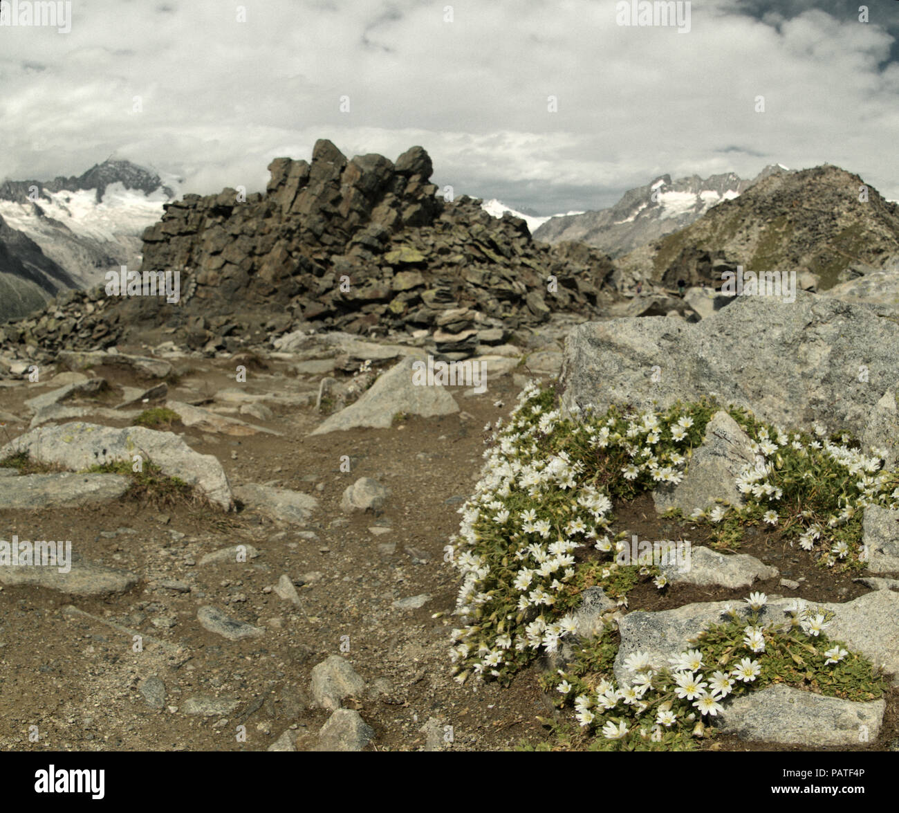 White alpine flowers high on the Eggishorn, Valais Stock Photo - Alamy