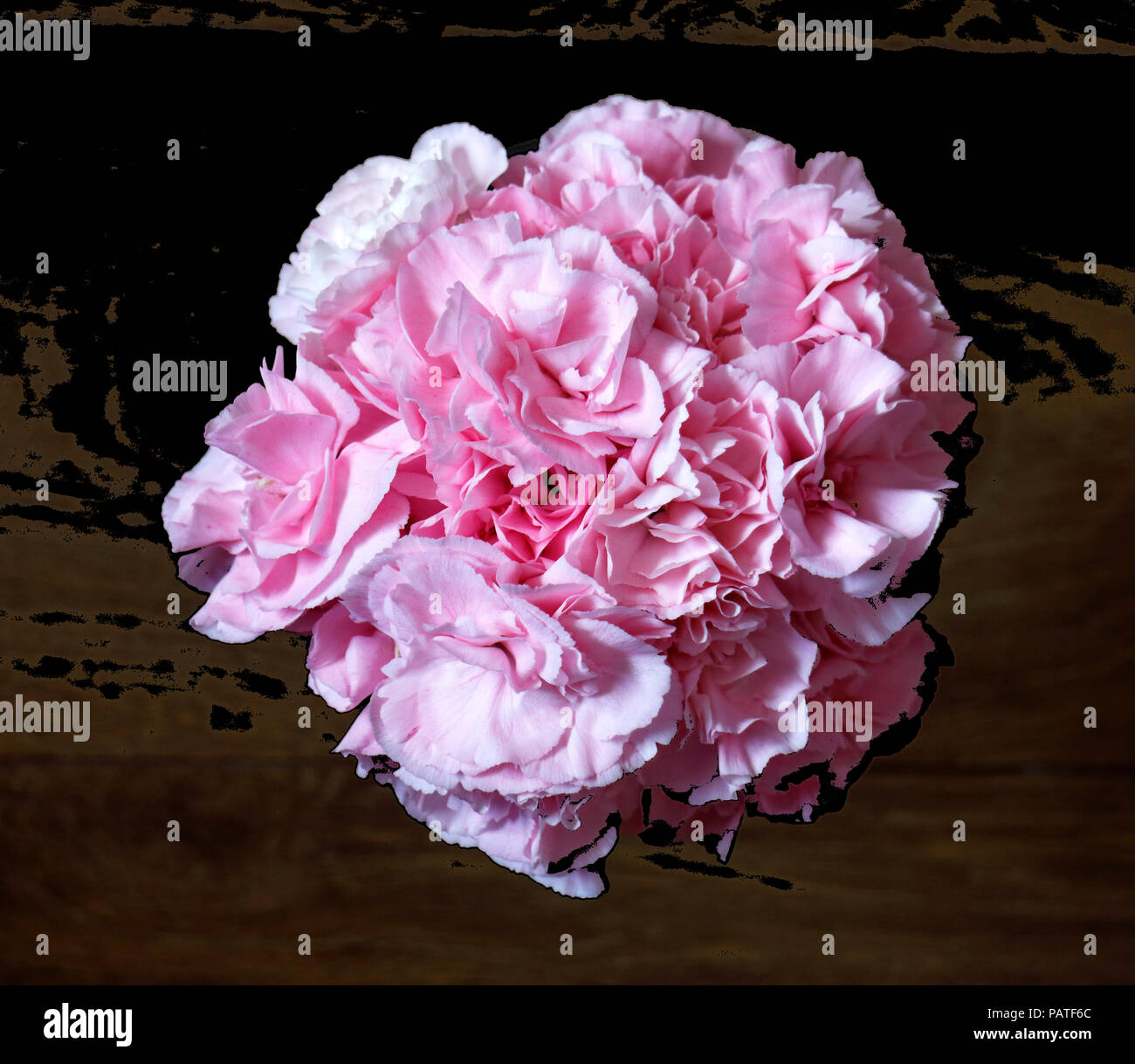 Pink carnation heads hi-res stock photography and images - Alamy