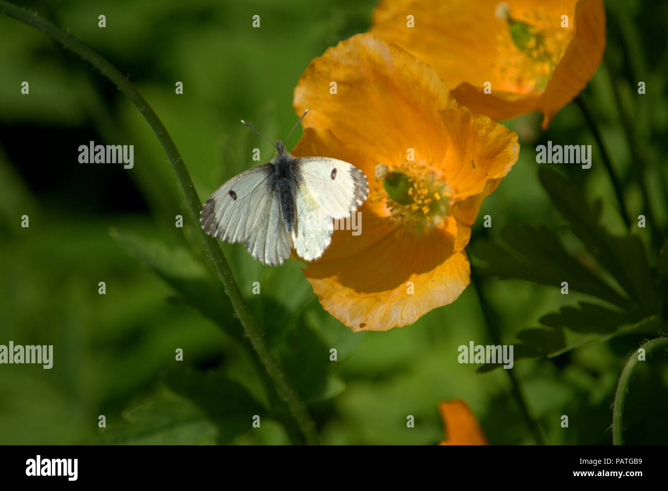 Green-veined white butterfly, apogeia napi, pollinating a yellow Welsh ...