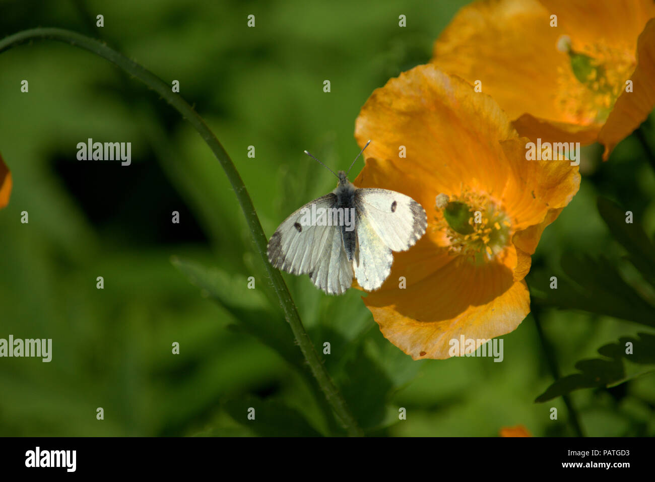 Welsh poppy insect hi-res stock photography and images - Alamy