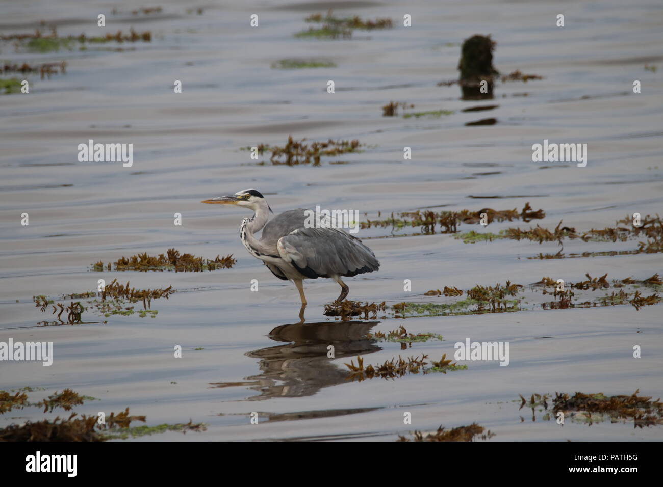 River wading birds Stock Photo - Alamy