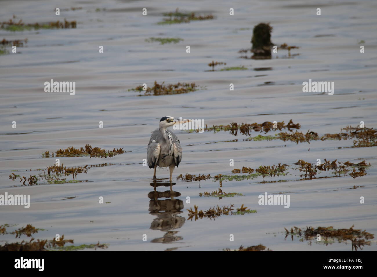 River wading birds Stock Photo - Alamy