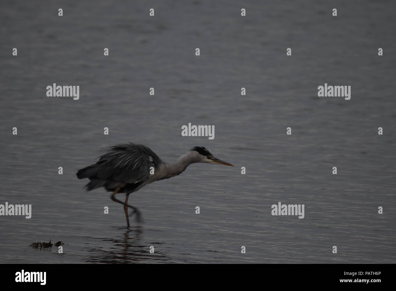 River wading birds Stock Photo - Alamy