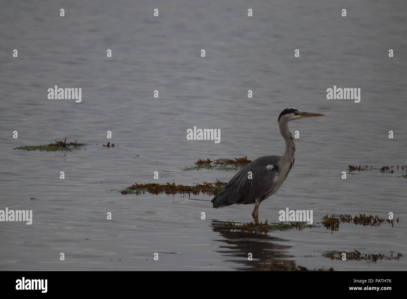 River wading birds Stock Photo - Alamy