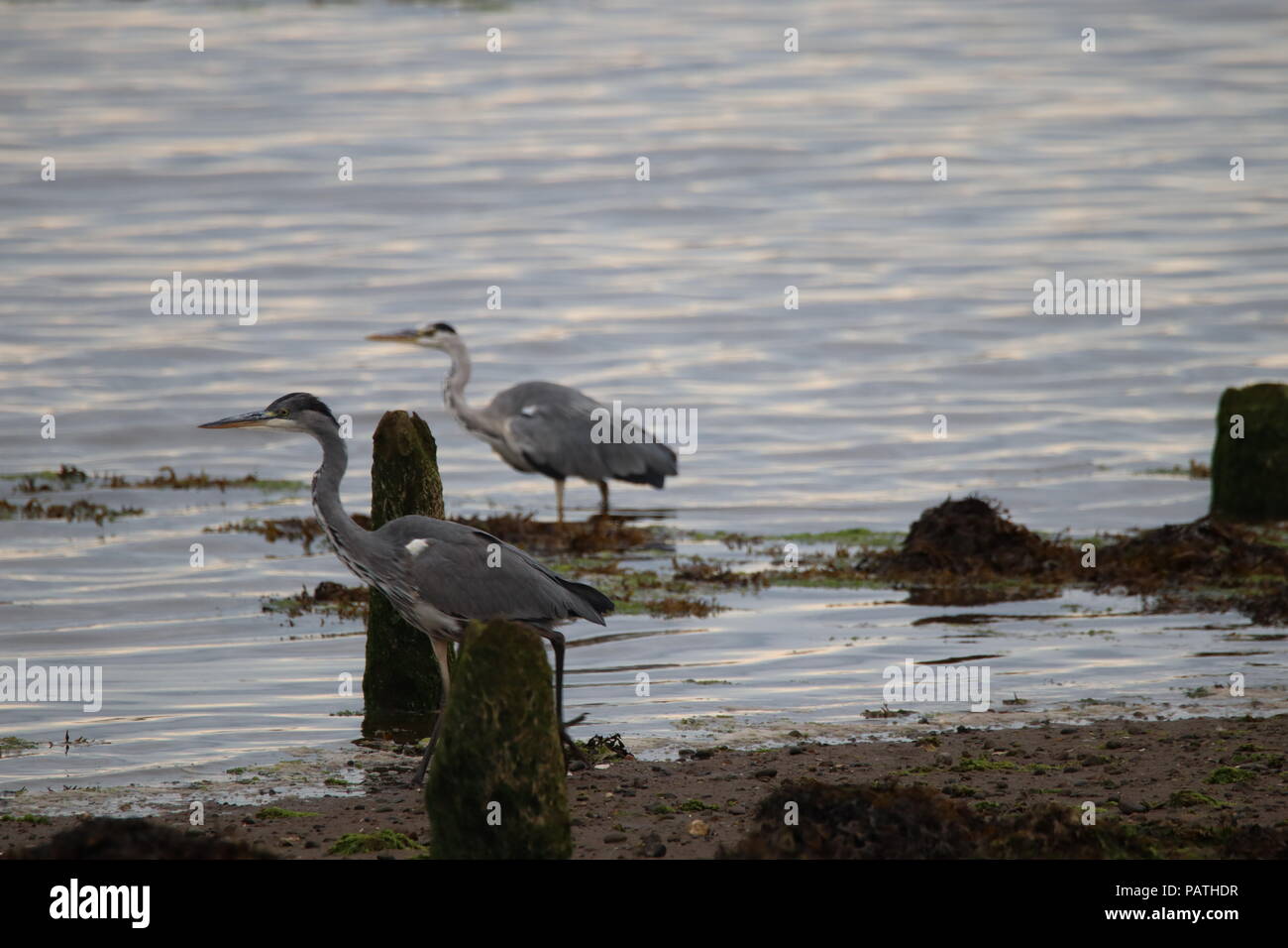 River wading birds Stock Photo - Alamy