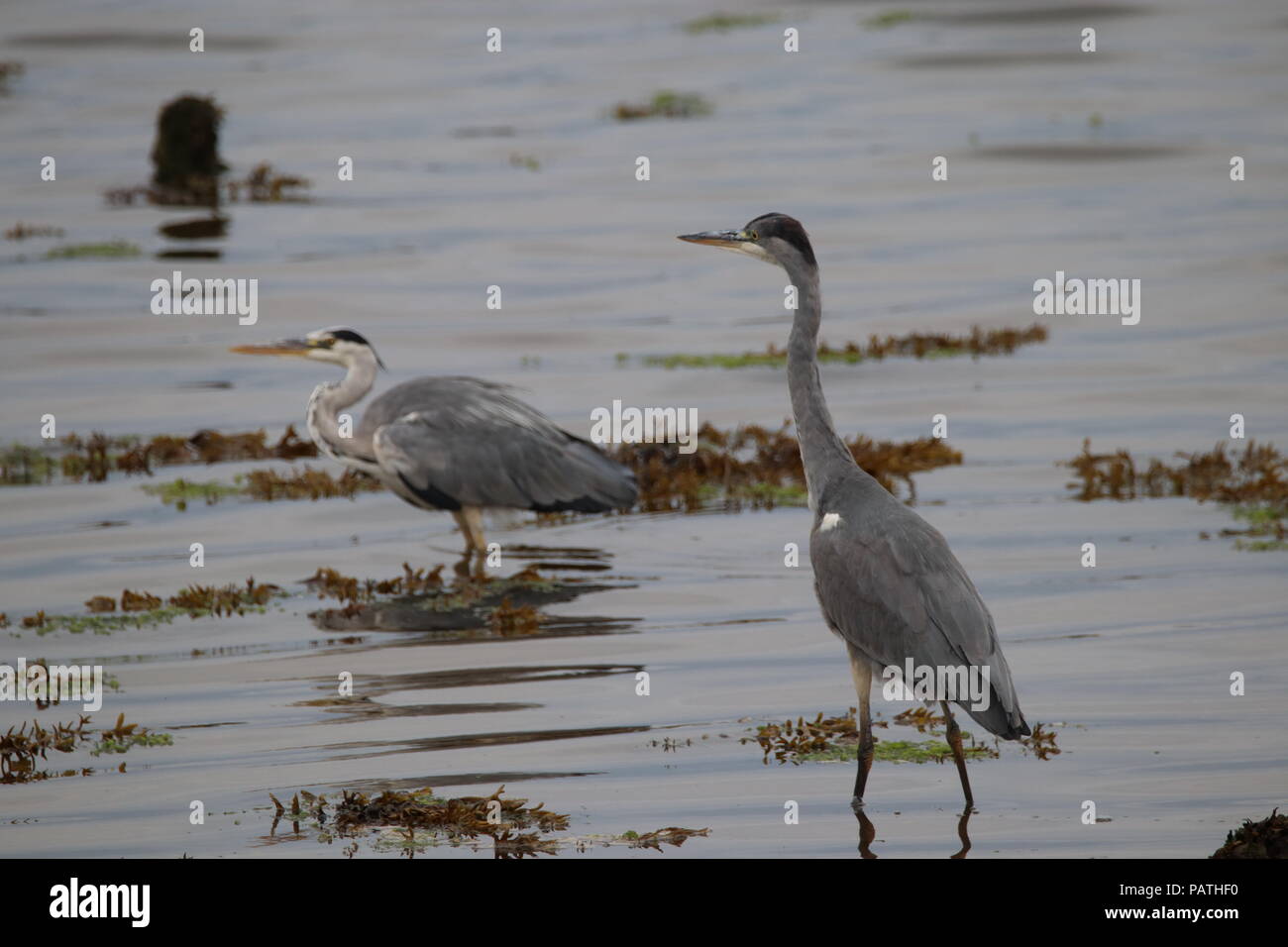 River wading birds Stock Photo - Alamy