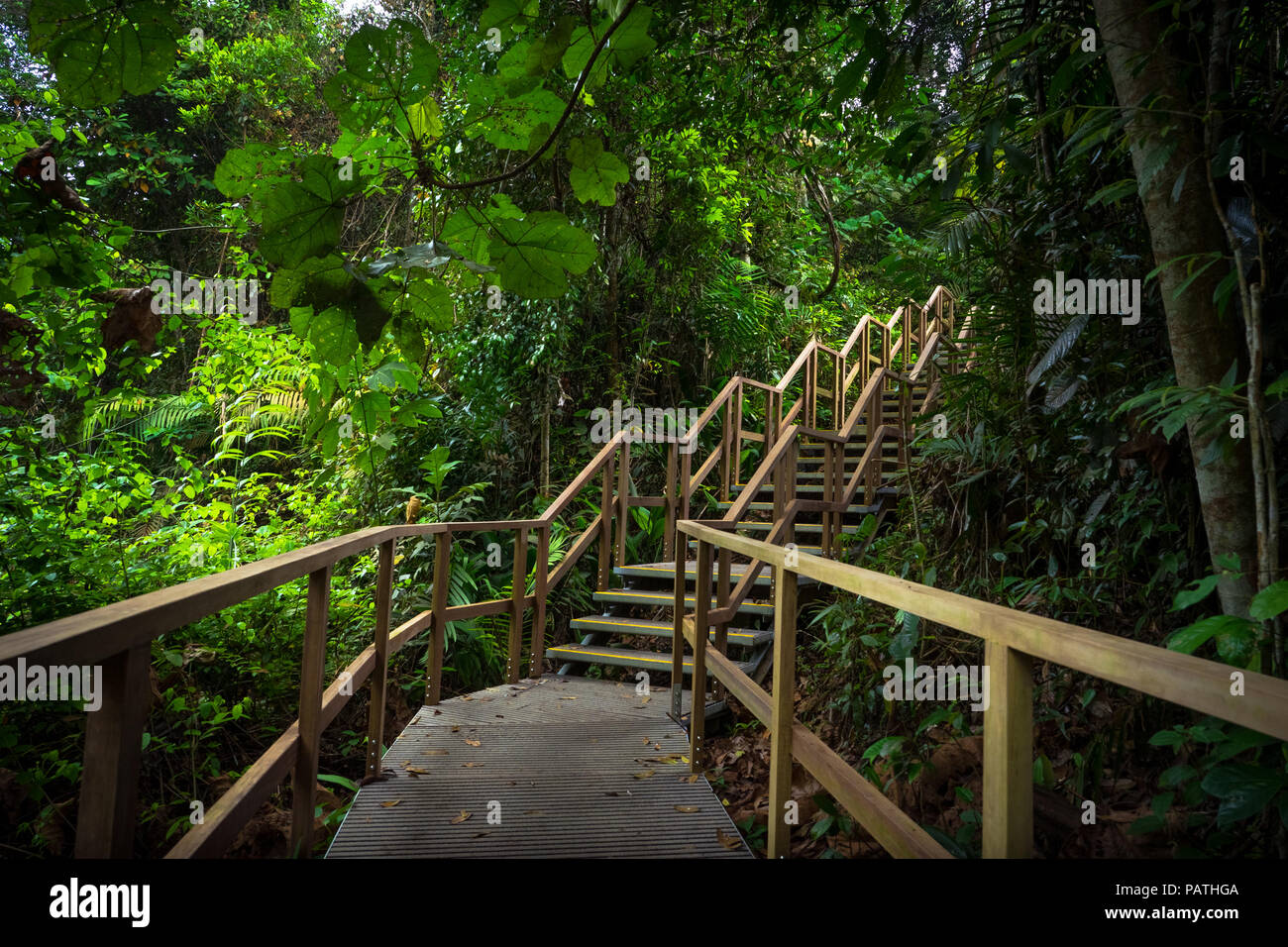 Jungle path hi-res stock photography and images - Alamy