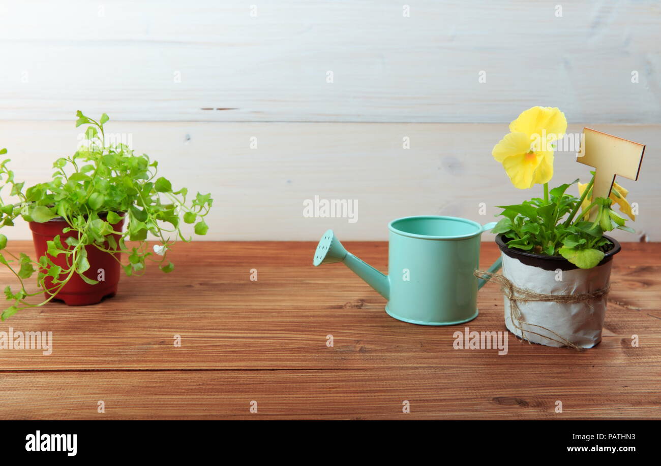 Viola seedlings hi-res stock photography and images - Alamy