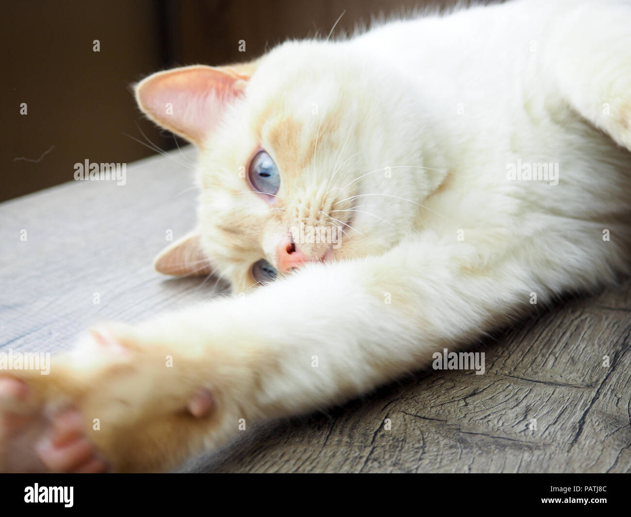 adult white cat with blue eyes playing on wooden background, paws ...