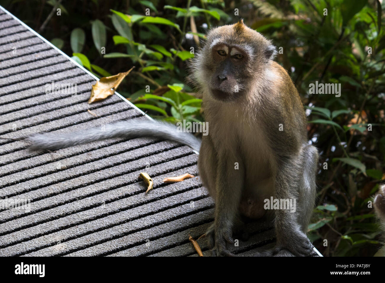 Wildlife hike hi-res stock photography and images - Alamy