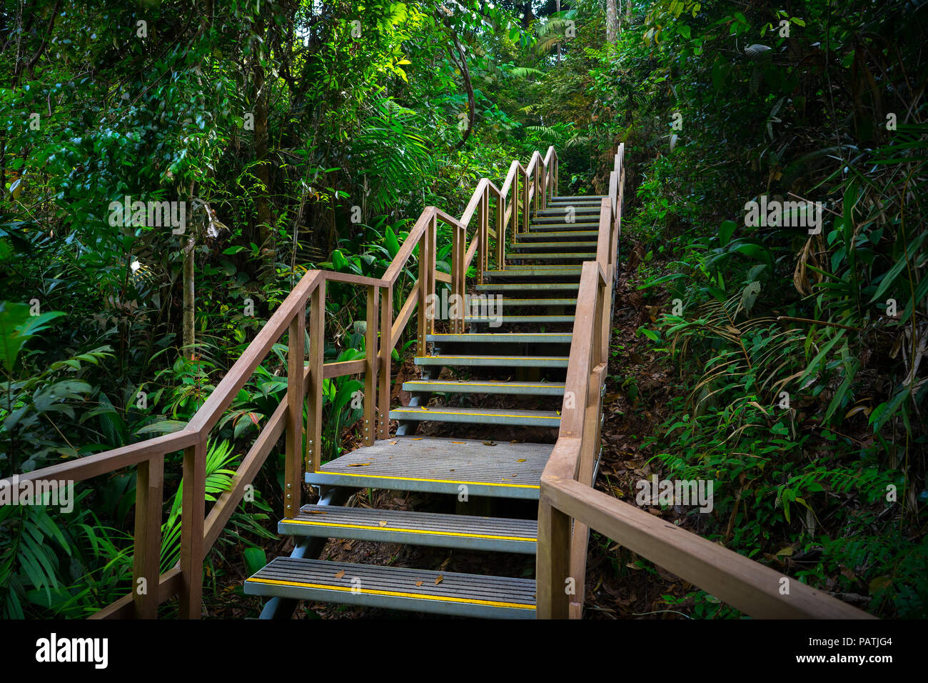 Singapore macritchie nature trail hi-res stock photography and images ...