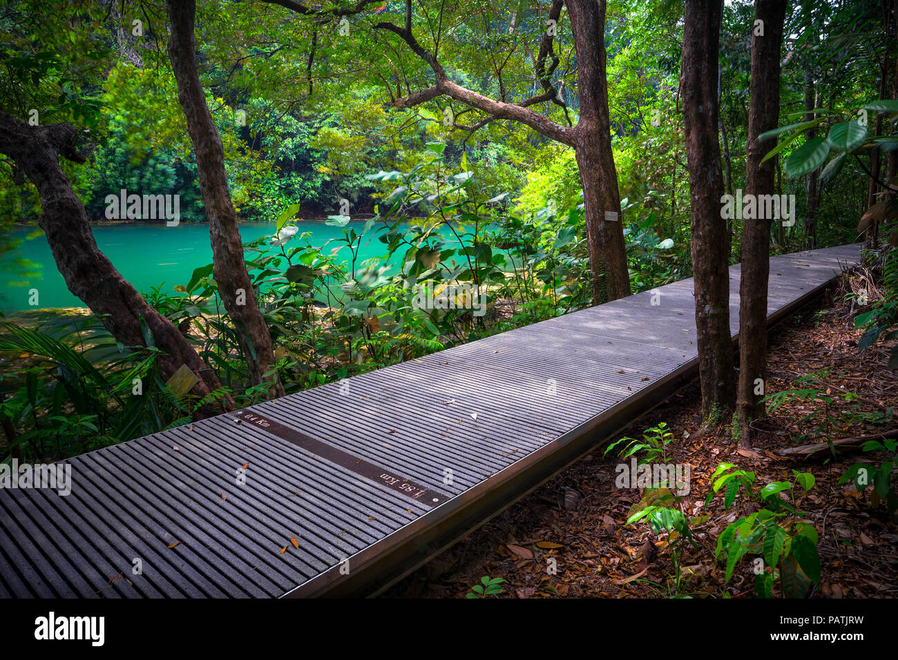 Elevated walkway and turquoise lagoon of Singapore's lush Macritchie ...