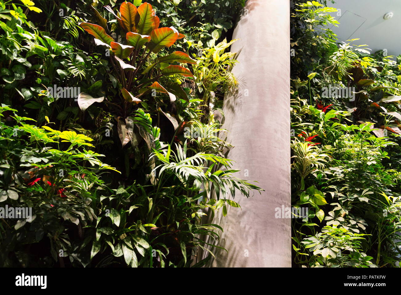 Vertical garden, green living wall with flowers and plants, indoors ...