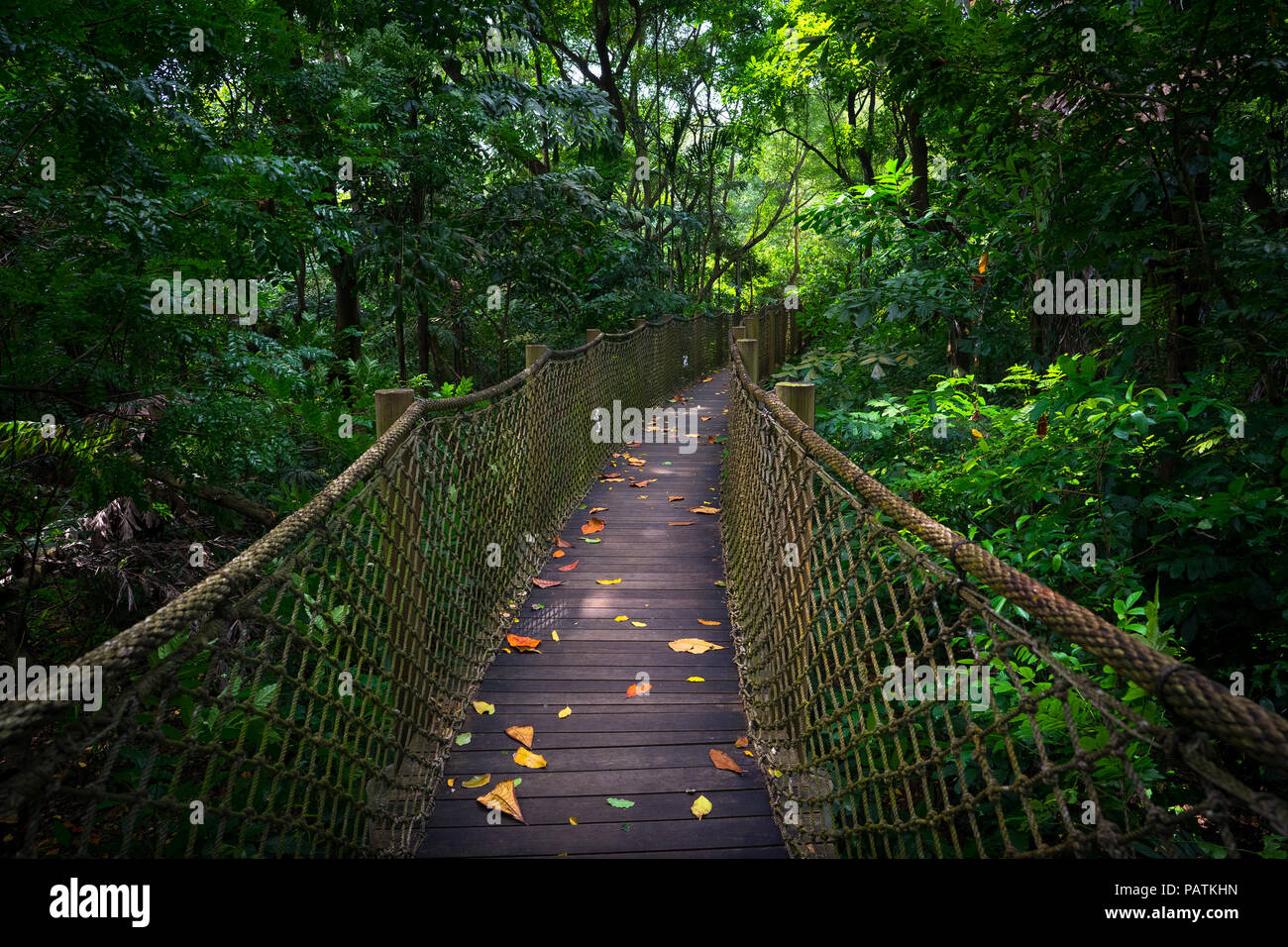 Forest rope bridge hike hi-res stock photography and images - Alamy