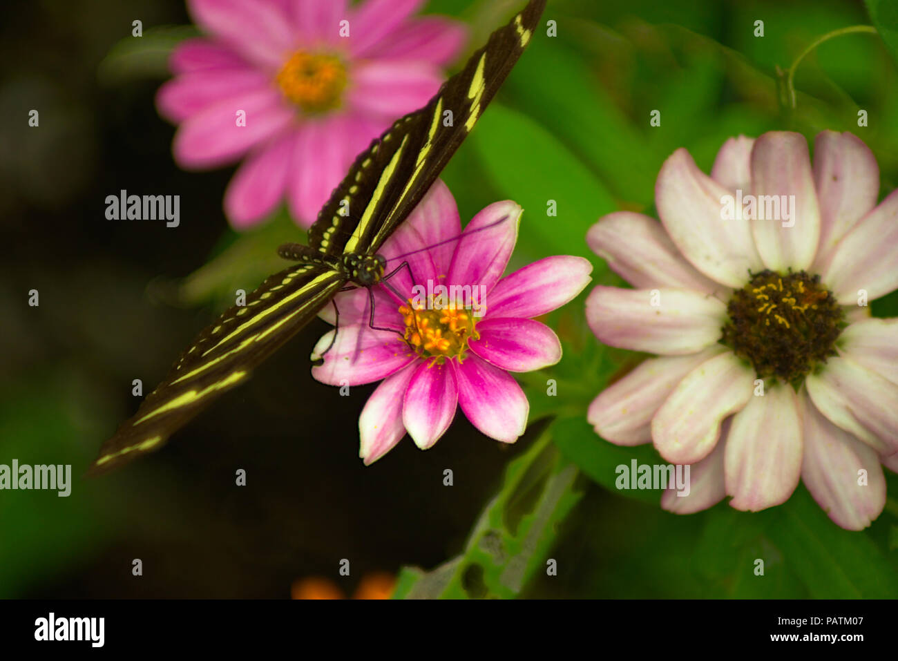 Zebra Longwing Butterfly on pink flower Stock Photo - Alamy