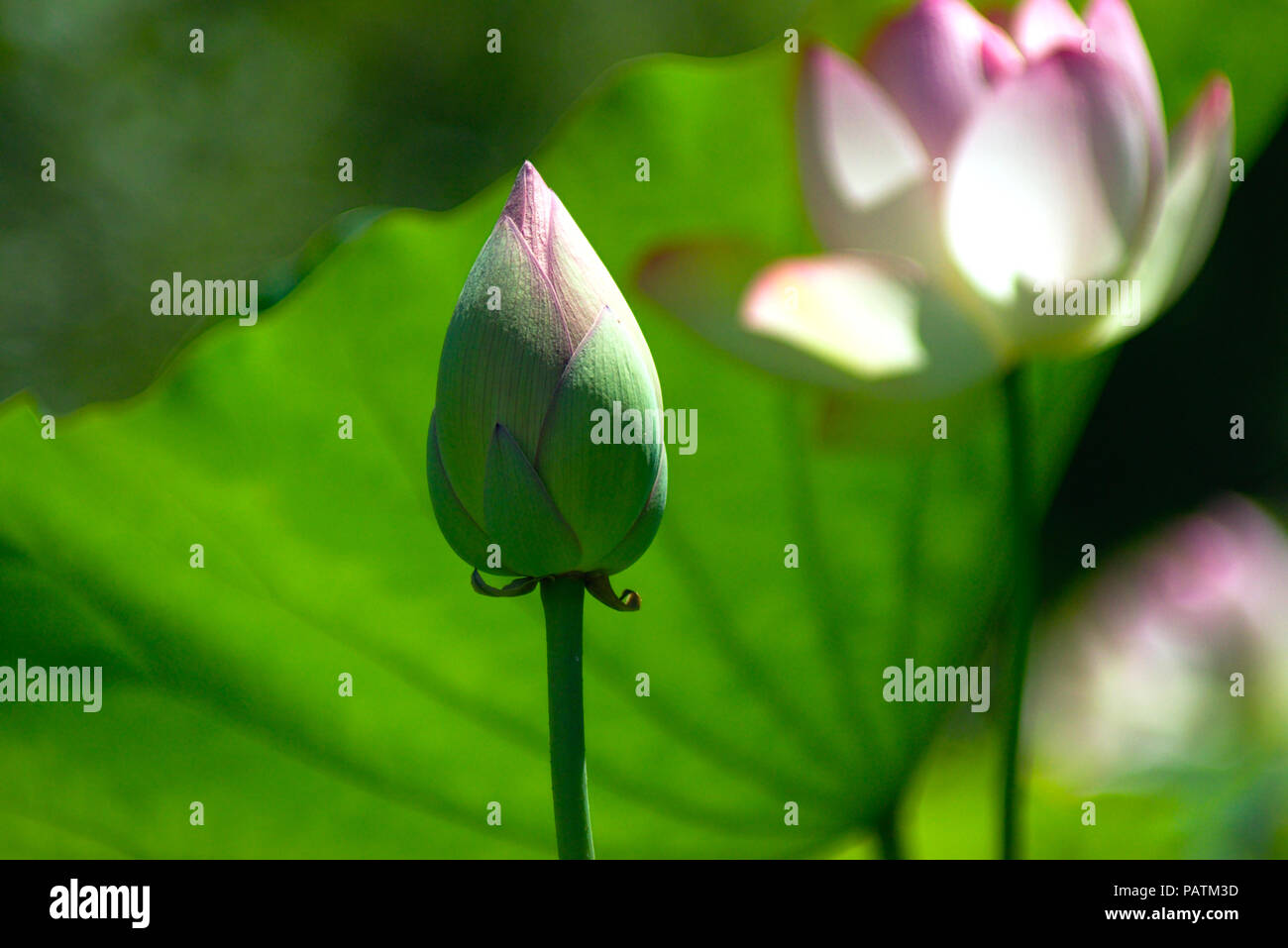 Closeup of Sacred Lotus bud with blurry green background Stock Photo ...