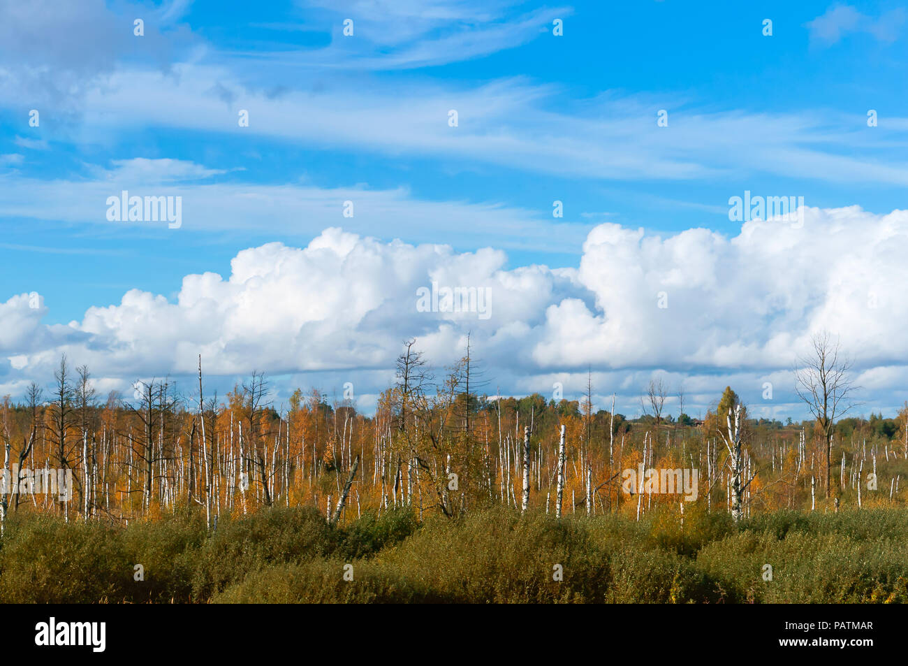 Marsh marshland swamp hi-res stock photography and images - Alamy