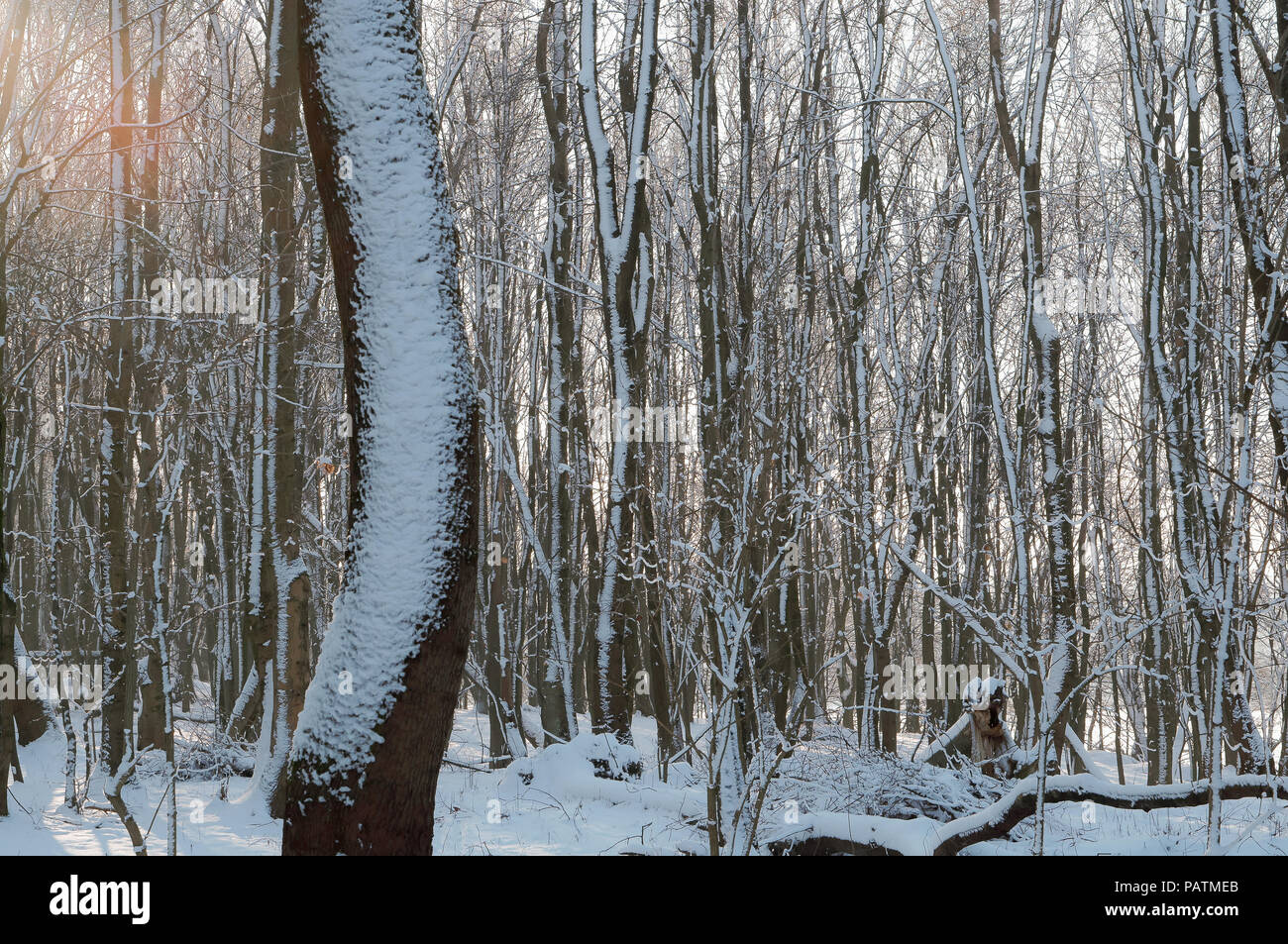snow on a tree branch, snow-covered field and trees Stock Photo - Alamy