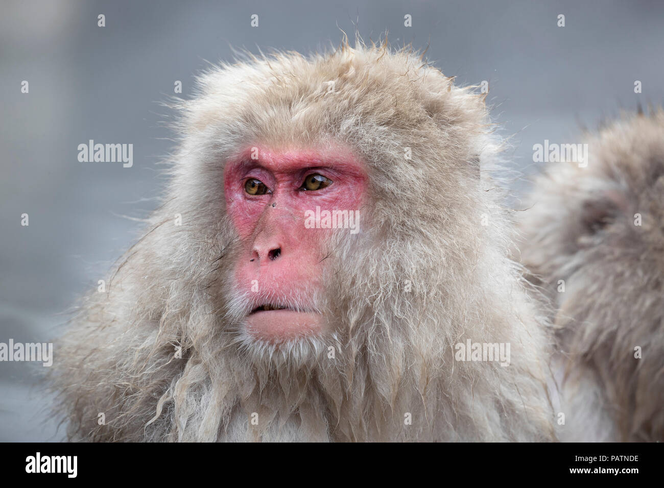 Japan, Honshu, Nagano prefecture, Jigokudani Monkey Park. Japanese ...