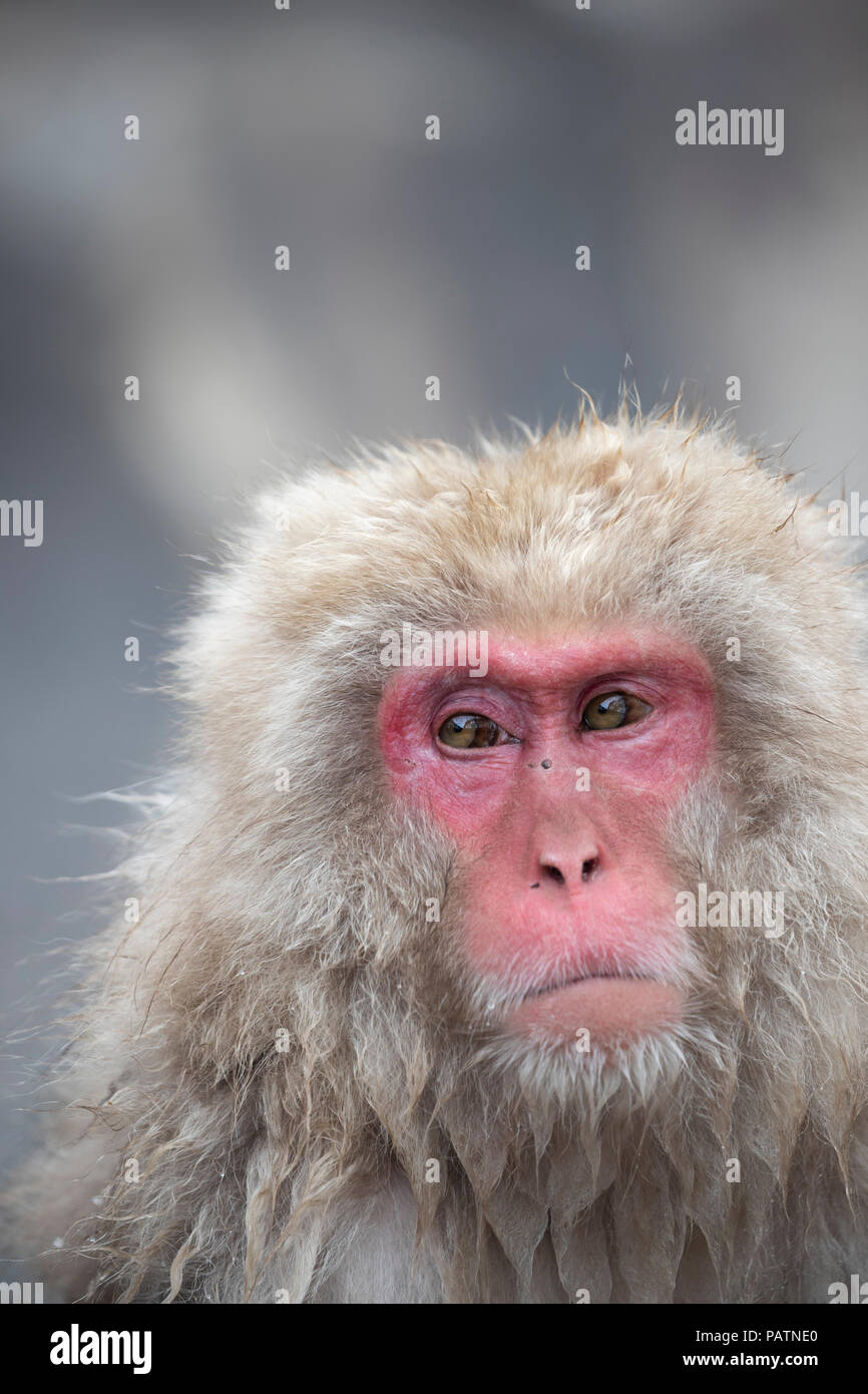 Japan, Honshu, Nagano prefecture, Jigokudani Monkey Park. Japanese ...