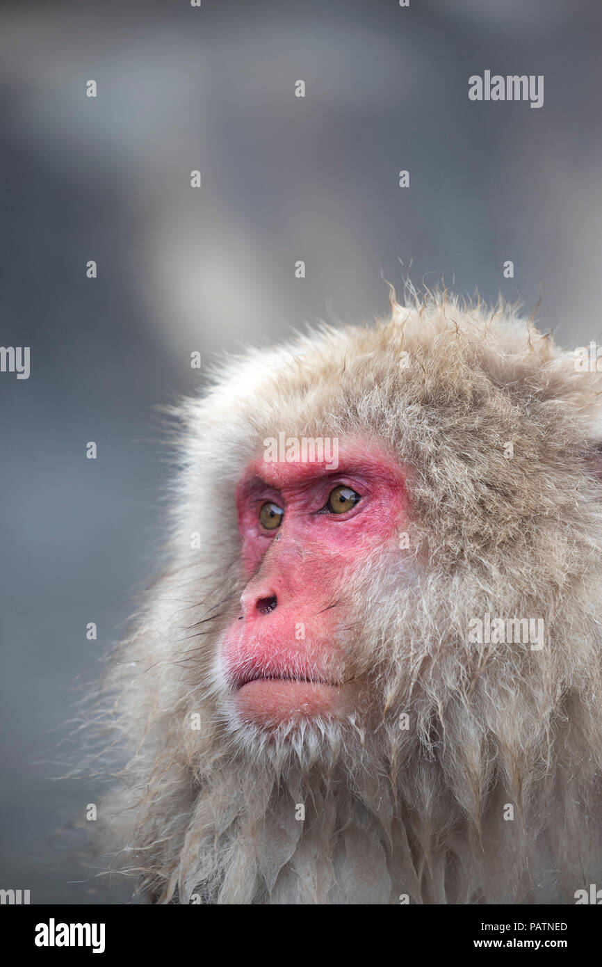 Japan, Honshu, Nagano prefecture, Jigokudani Monkey Park. Japanese ...