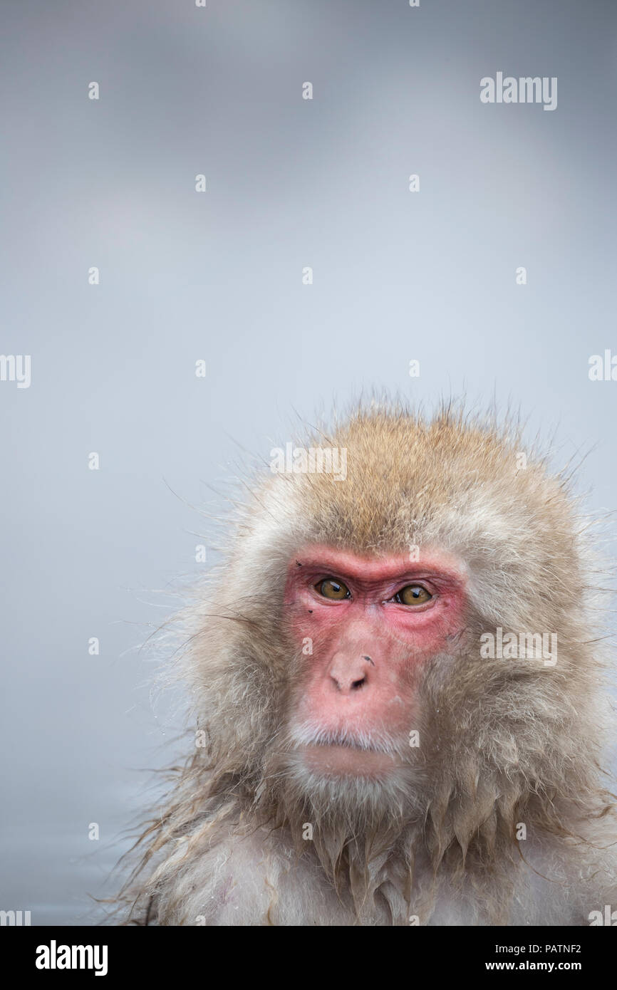 Japan, Honshu, Nagano prefecture, Jigokudani Monkey Park. Japanese ...