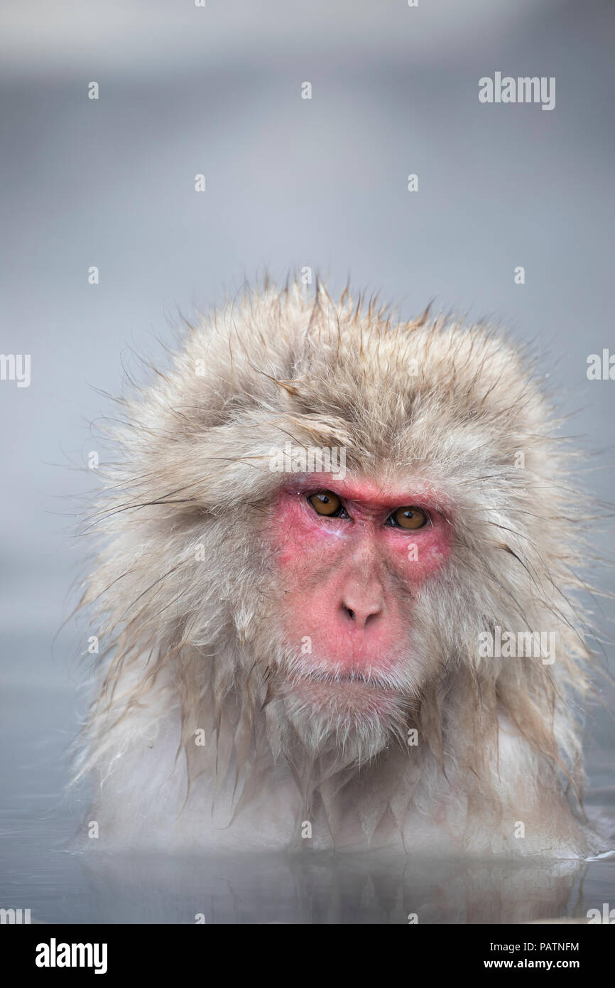 Japan, Honshu, Nagano prefecture, Jigokudani Monkey Park. Japanese ...
