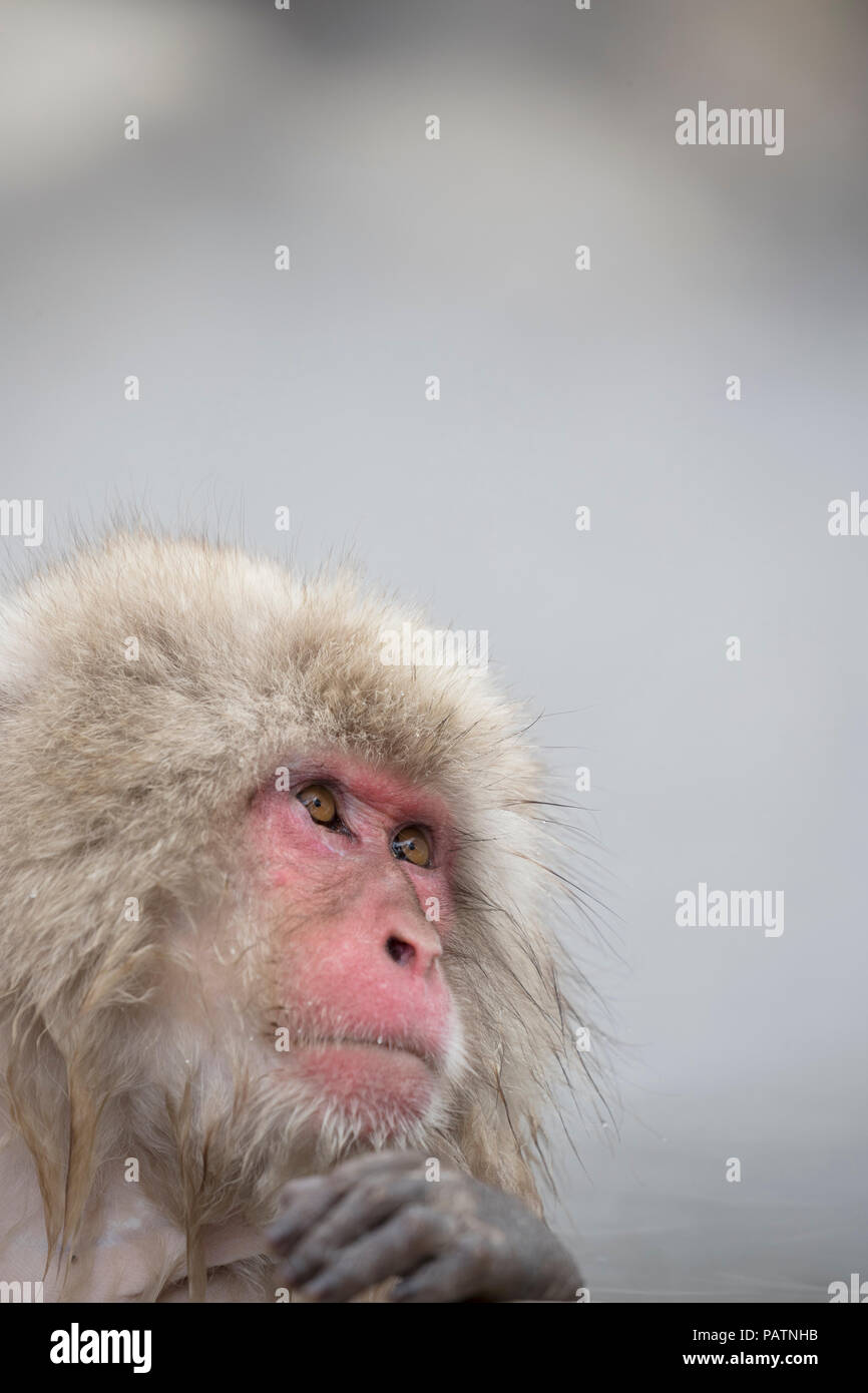 Japan, Honshu, Nagano prefecture, Jigokudani Monkey Park. Japanese ...