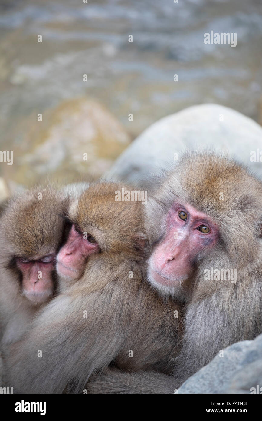 Japan, Honshu, Nagano prefecture, Jigokudani, Japanese macaque aka snow ...