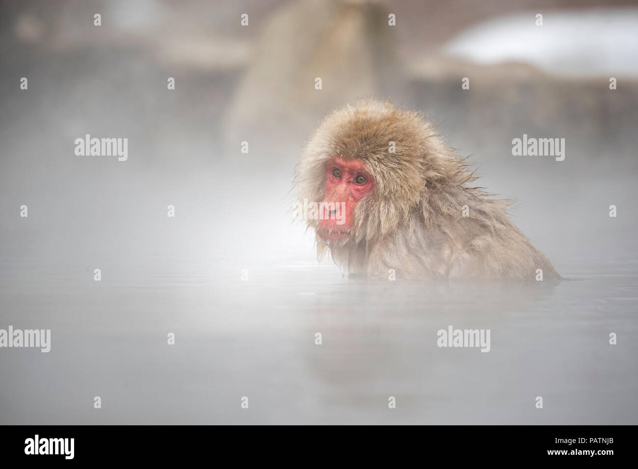 Japan, Honshu, Nagano prefecture, Jigokudani Monkey Park. Japanese ...
