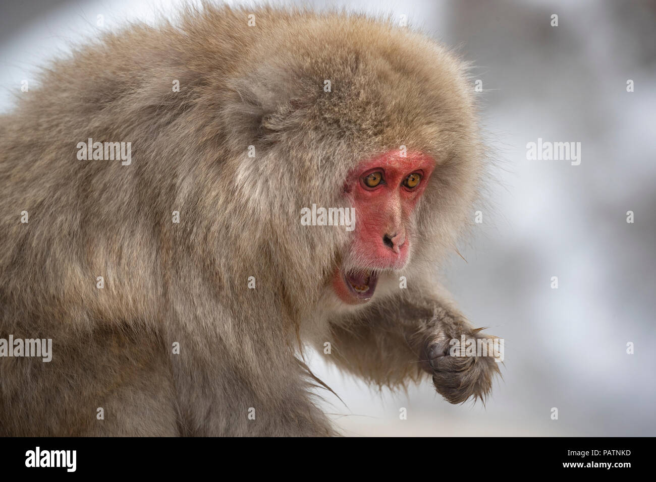 Japan, Honshu, Nagano prefecture, Jigokudani Monkey Park. Japanese ...