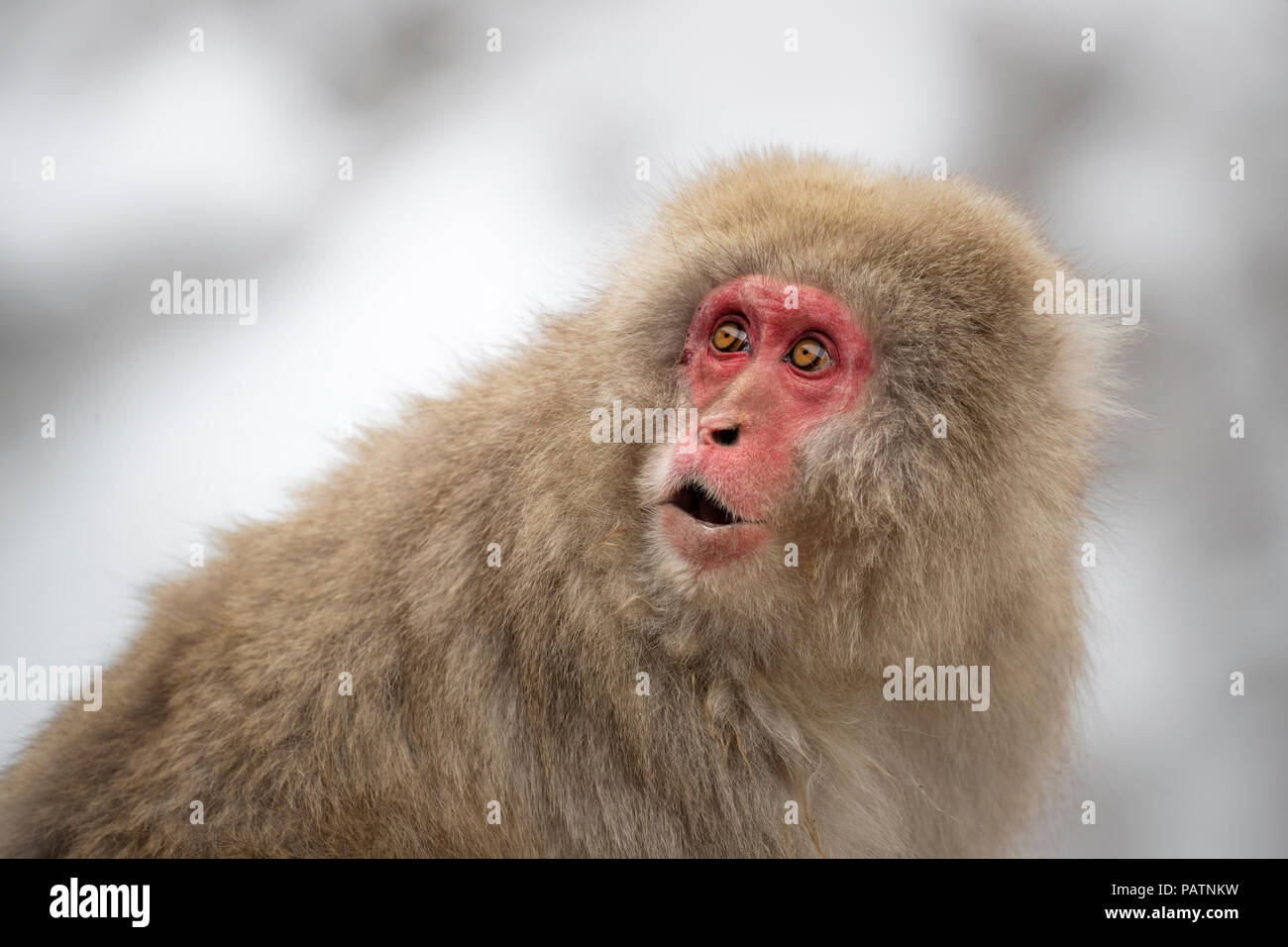 Japan, Honshu, Nagano prefecture, Jigokudani Monkey Park. Japanese ...