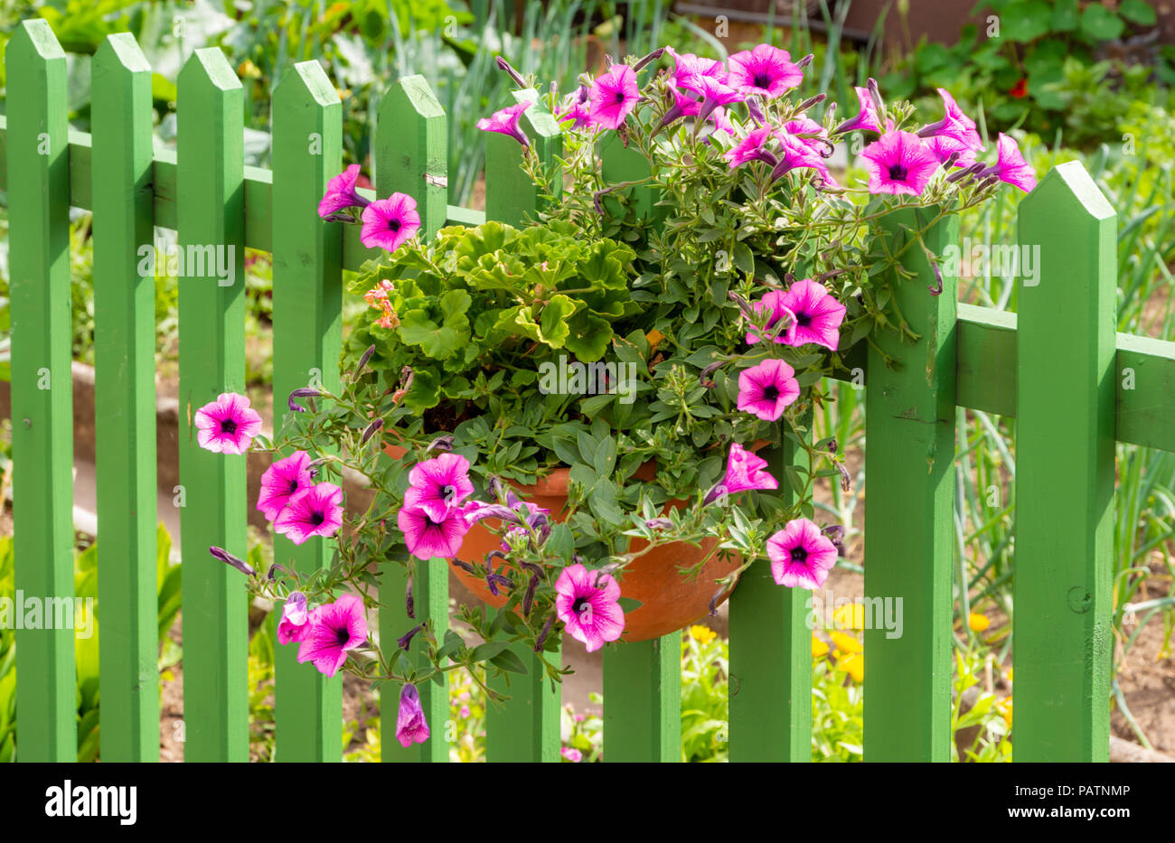 Petunia flower deco at a green wooden fence Stock Photo - Alamy