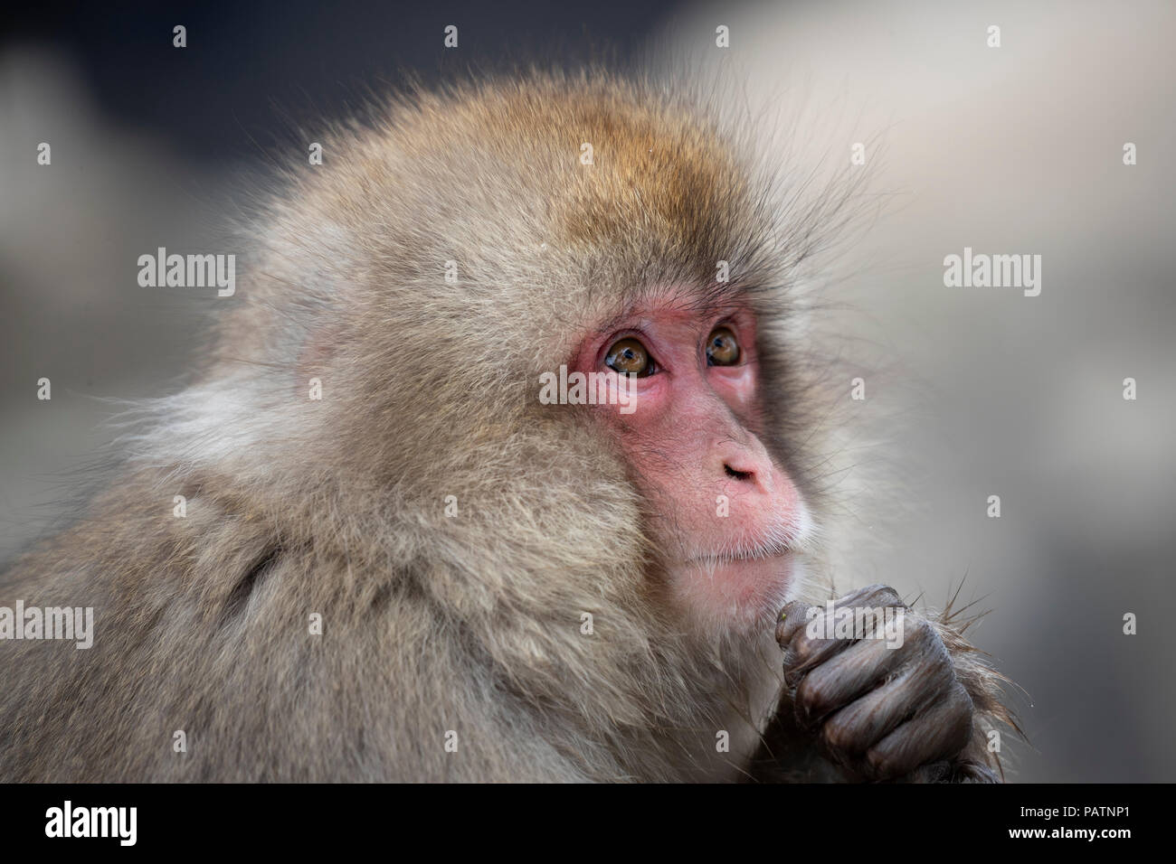 Japan, Honshu, Nagano prefecture, Jigokudani Monkey Park. Japanese ...